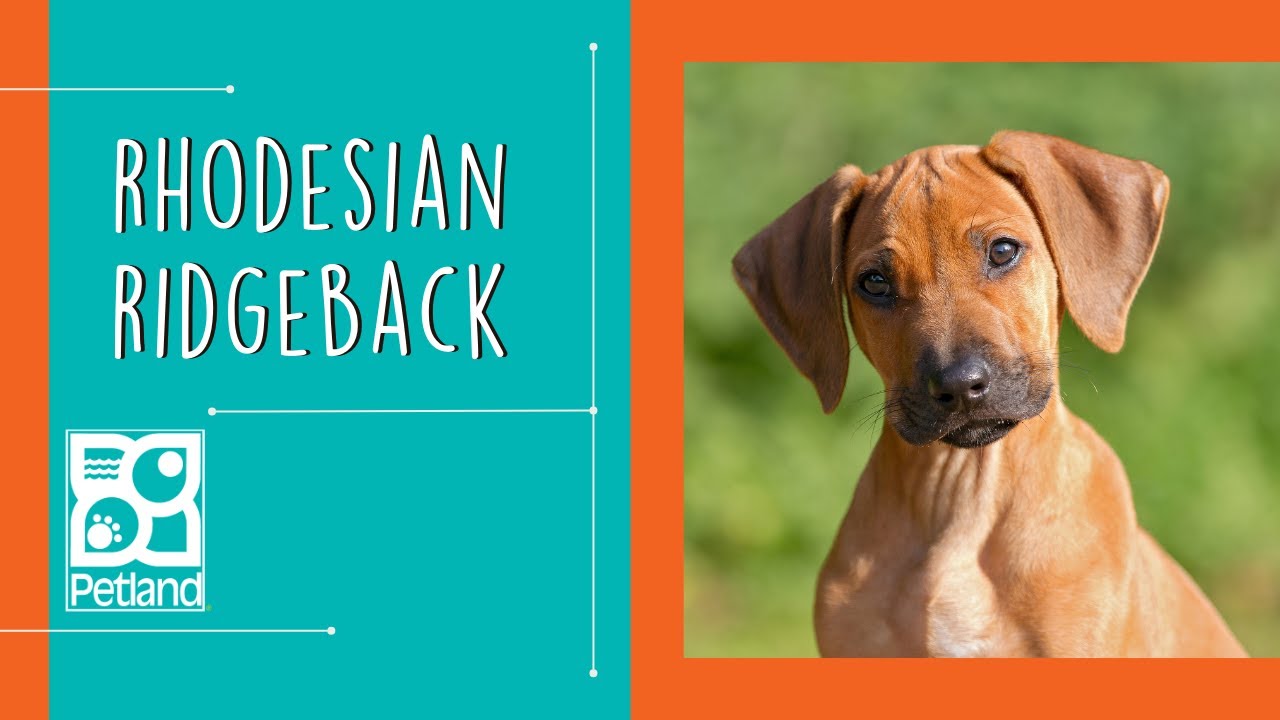 Rhodesian Ridgeback Fun Facts - YouTube