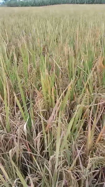 sebentar lagi panen - YouTube