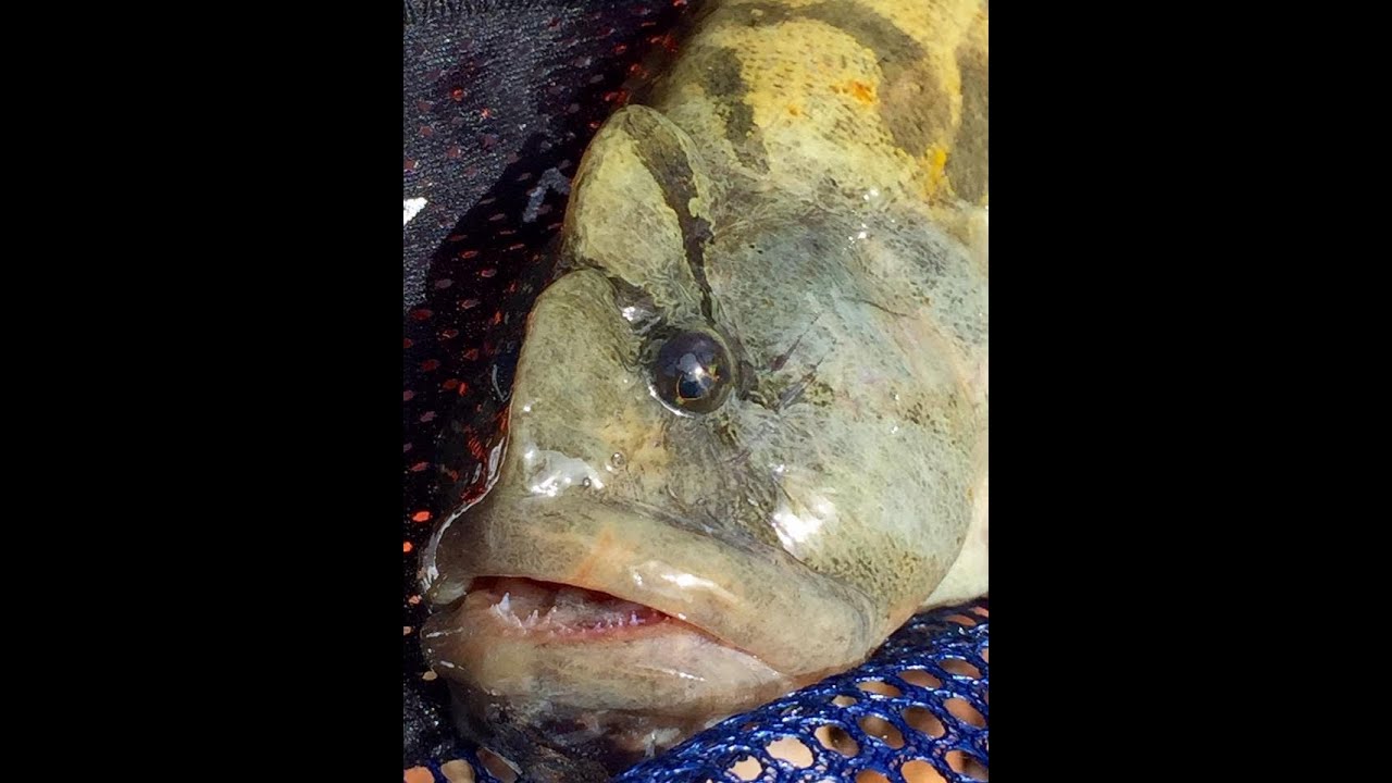 Underwater Monkey Faced Eel + Red Rock Crab - YouTube