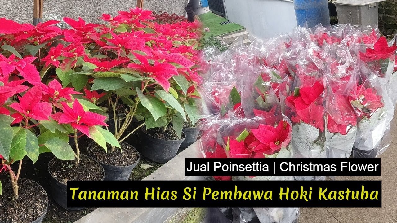 Pesona Christmas Flower Kastuba | Poinsettia | Euphorbia Pulcherrima ...