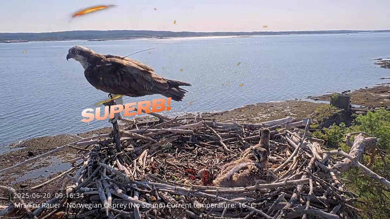 Fru Rauer - Norwegian Osprey - Building a sitting pole June 20th - 2025 ...