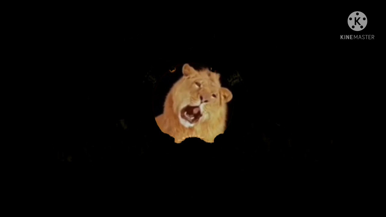 Leo the lion video footage - YouTube