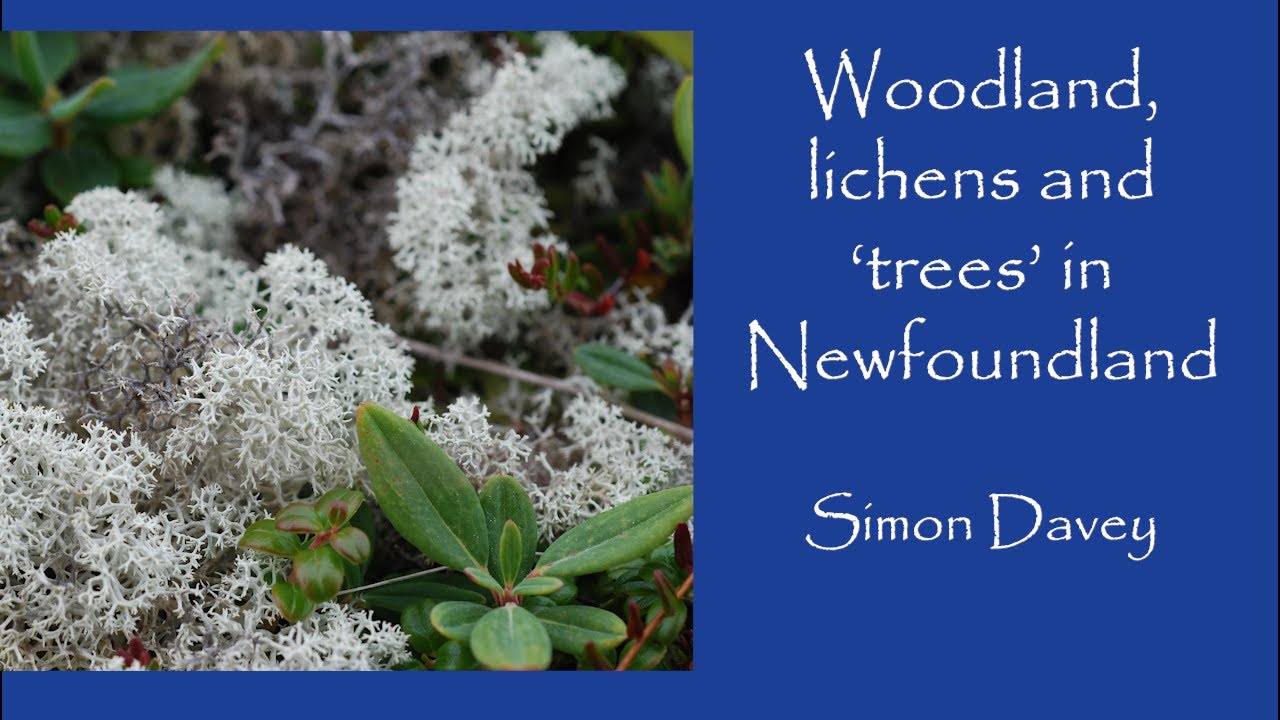 Woodland, lichens and 'trees' in Newfoundland - YouTube