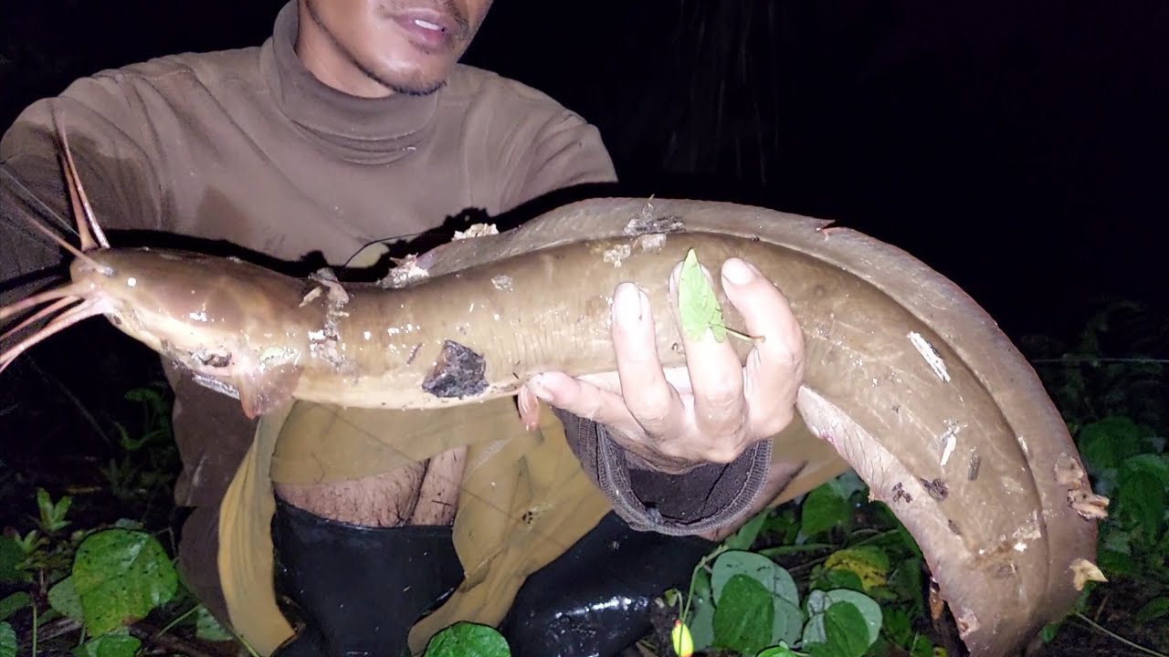 Lembatnya sebesar ini...!!!Rekor mancing ikan lembat terbesar - YouTube