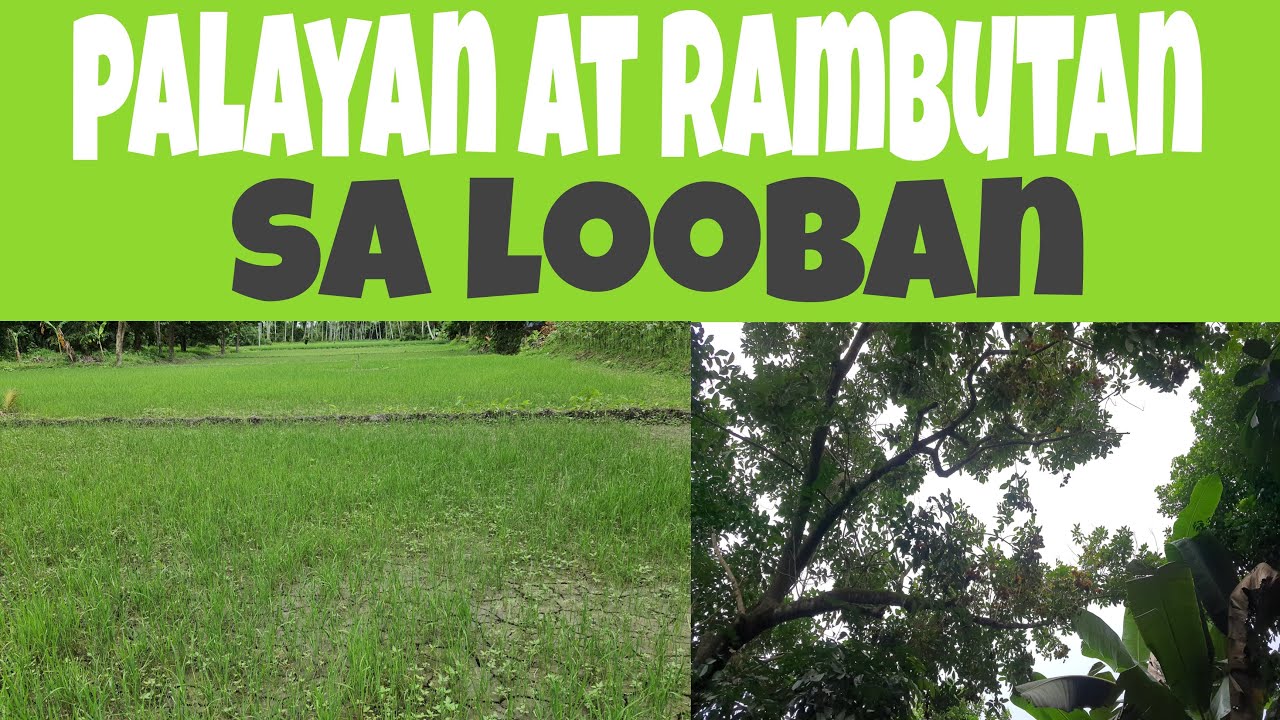 Ang Luntiang Palayan At Nahihinog Ng Rambutan Sa Looban. - YouTube