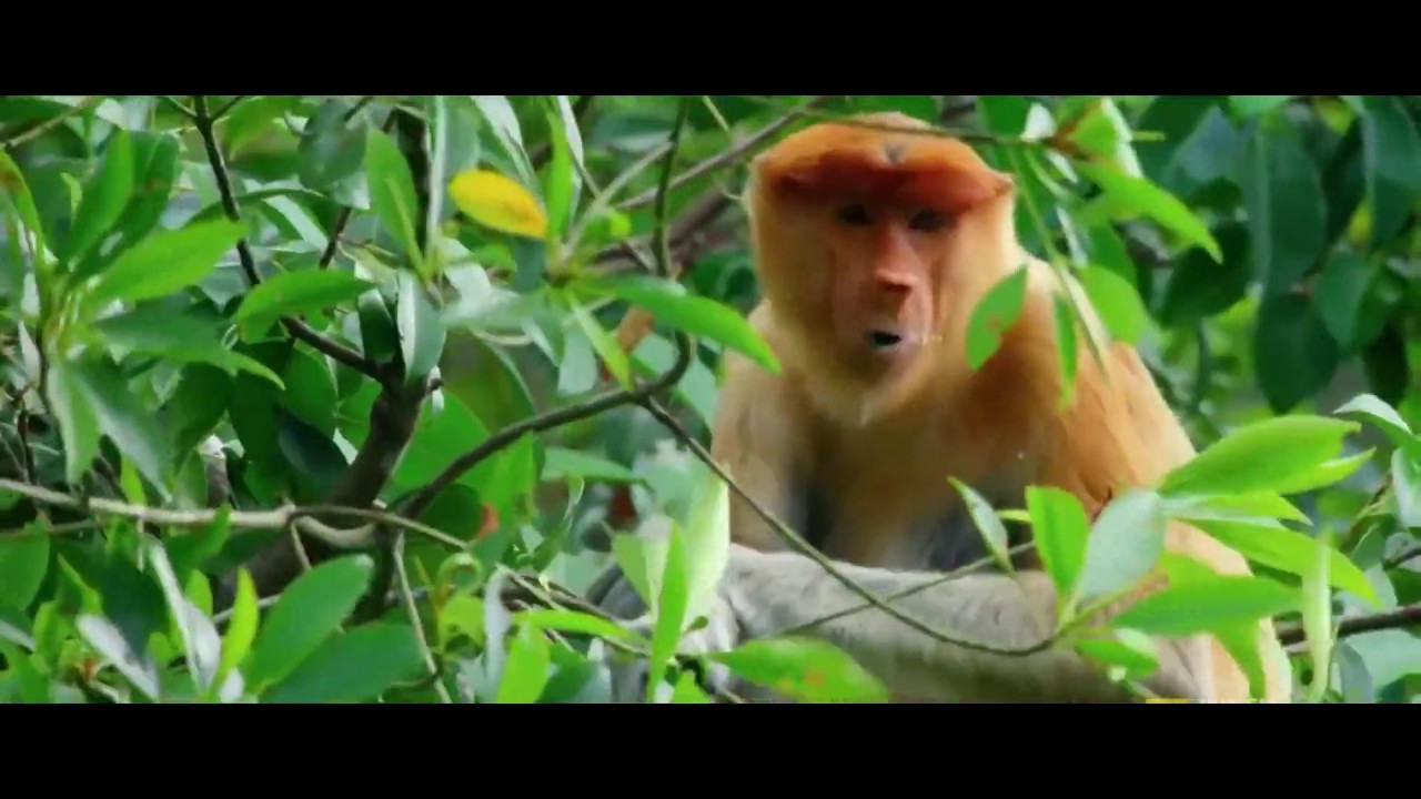 Satwa Liar Endemik Kalimantan Indonesia - YouTube