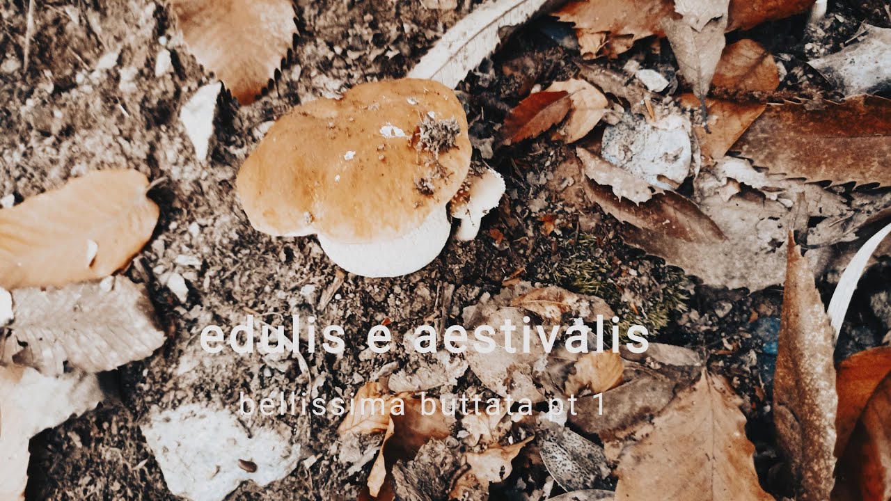 Edulis e Aestivalis bellissima buttata pt 1 - YouTube