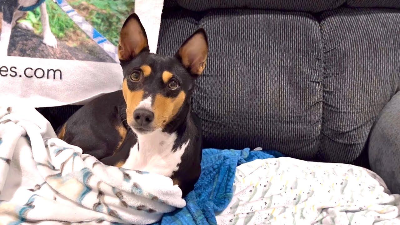 Basenjis Get a Noisy Toy! - YouTube