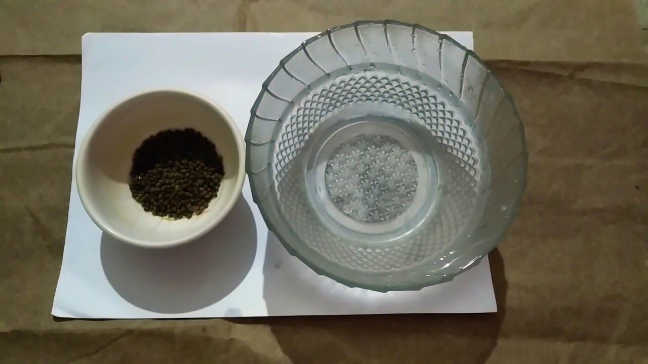 How to identify good and bad quality seeds!!! - YouTube