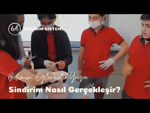 Sindirim Sistemi - Sindirim Nasıl Gerçekleşir? 2 #sindirim