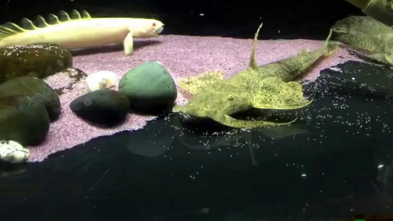 Bagarius suchus feeding - YouTube