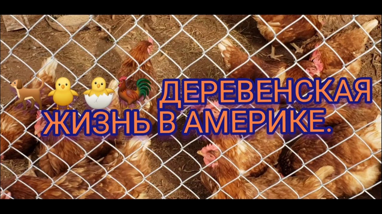 8 е МАРТА ДЕРЕВЕНСКАЯ ЖИЗНЬ В АМЕРИКЕ Youtube