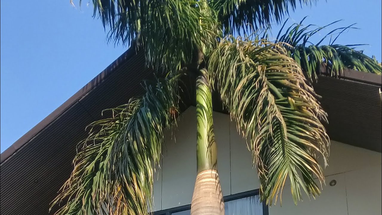 crocodile point marchula view 😲#shortvideo #ternding #system #zaid # ...