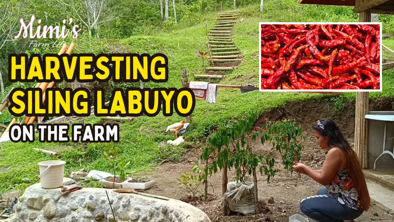 Harvesting Siling Labuyo on the farm. - YouTube