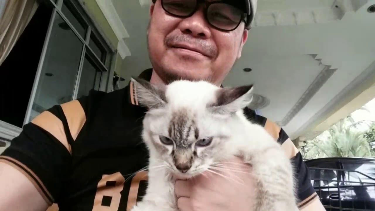 KUCING KU YANG PELIK KEWUJUDANNYA - YouTube
