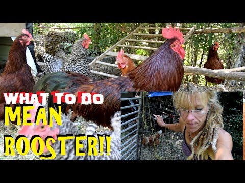 MEAN ROOSTER: Attacked Again! What TO DO? - YouTube