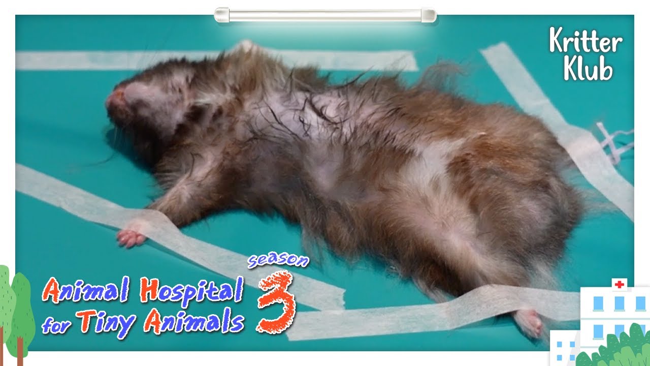 Today's Patient: Golden Hamster I Animal Hospital For Tiny Animals 3 ...