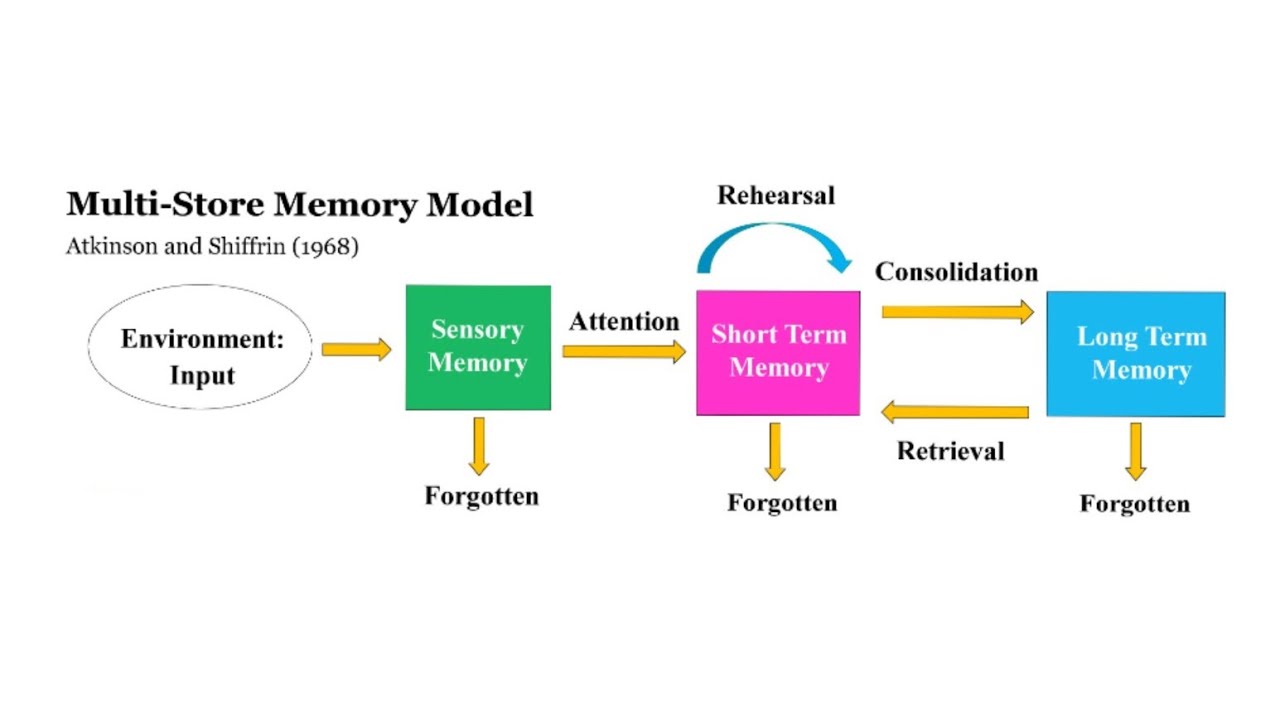 Multi-Store Model of Memory #psychology #education #science - YouTube