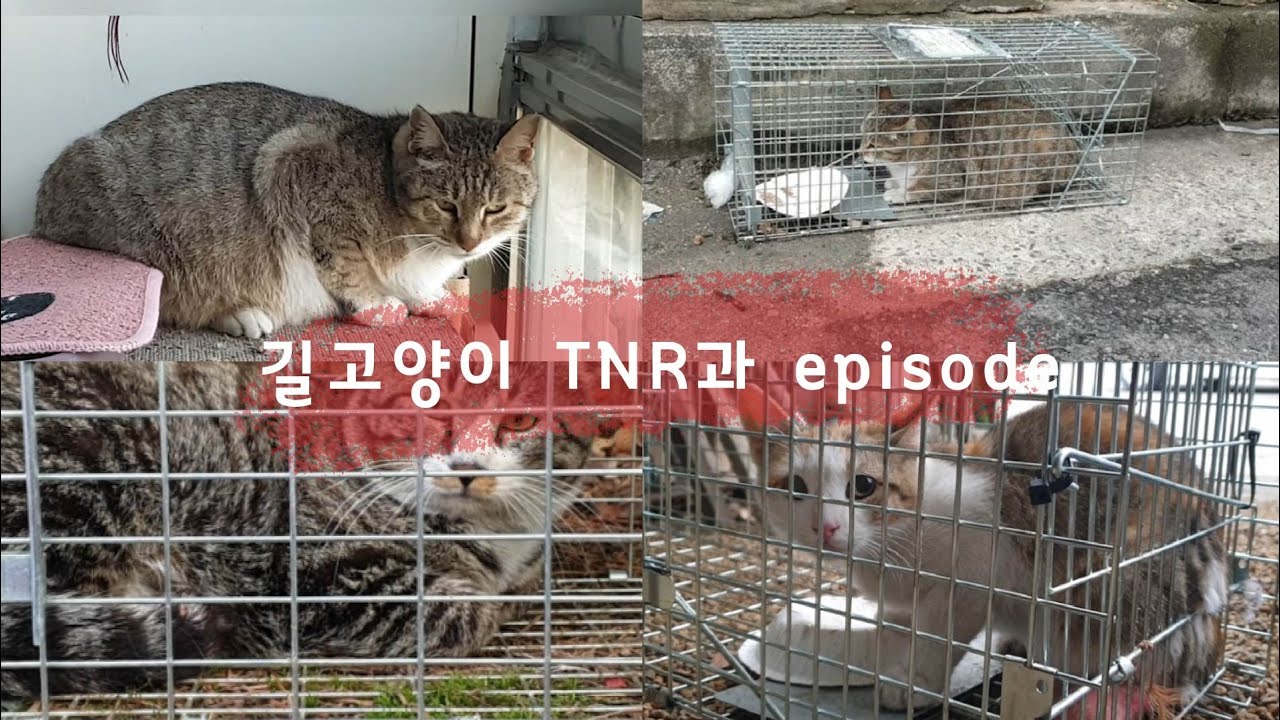 TNR과 episode - YouTube