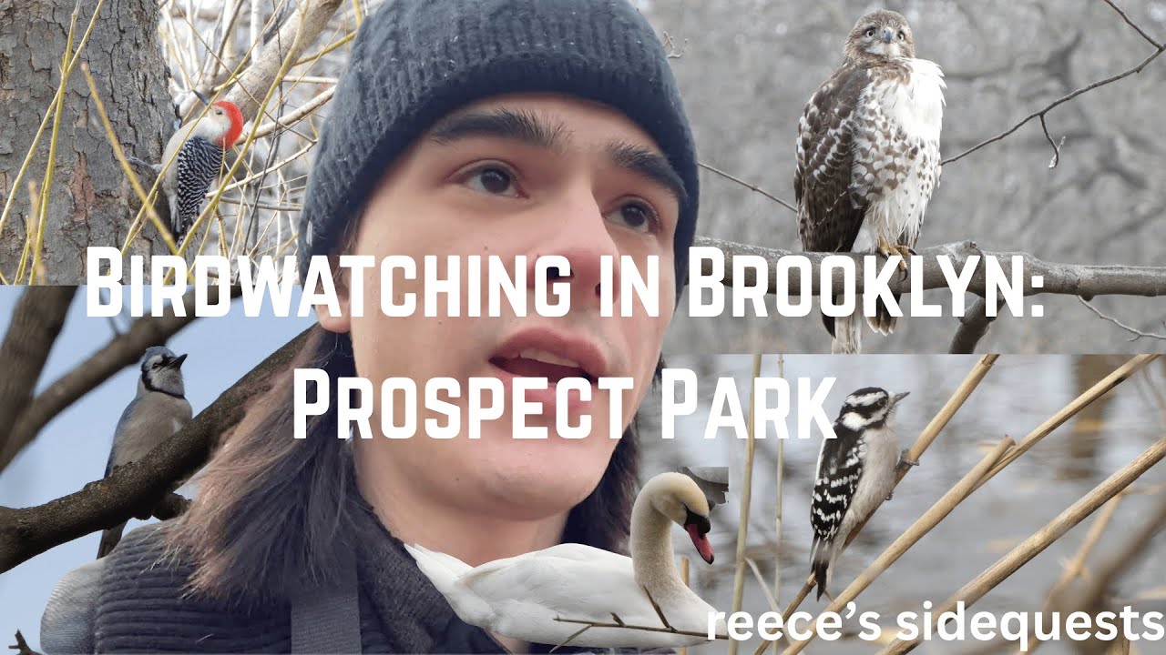 Birds of Brooklyn, Birdwatching in Prospect Park, New York City - YouTube