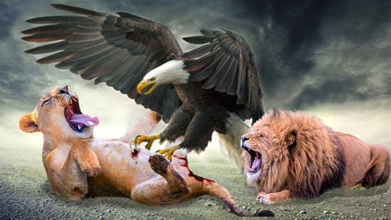 Two Kings Fight! The Powerful Eagle King Overwhelmed Lion King To Save ...