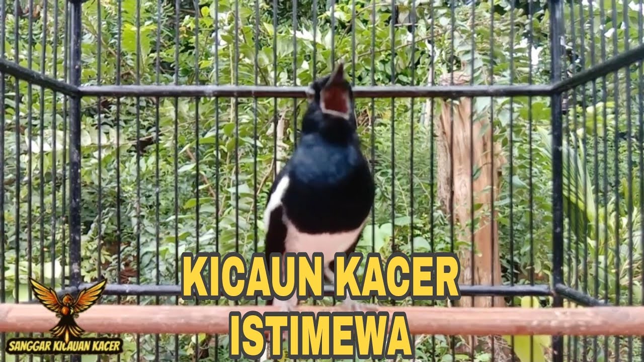 KICAUN KACER ISTIMEWA | PERANGSAN KACER SULIT BUNYI CEPAT GACOR - YouTube
