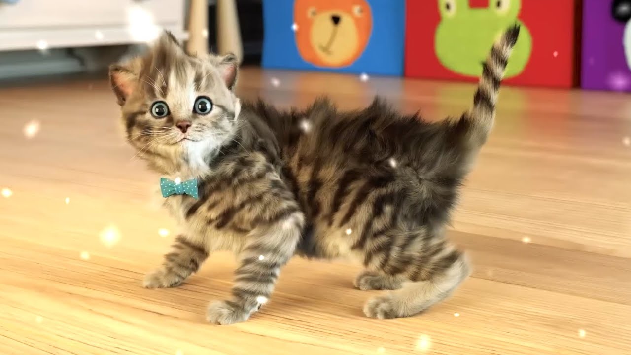 CUTE LITTLE KITTEN PRESCHOOL ADVENTURE😻 EDUCATIONAL CARTOON FOR KIDS ...