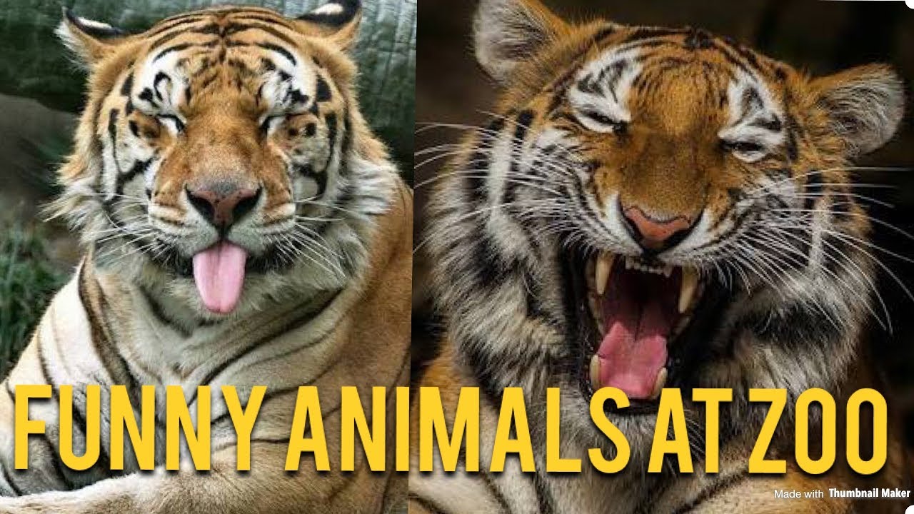 Funny animals | chetan sehgal vines | hindi dubbed | talking animals ...