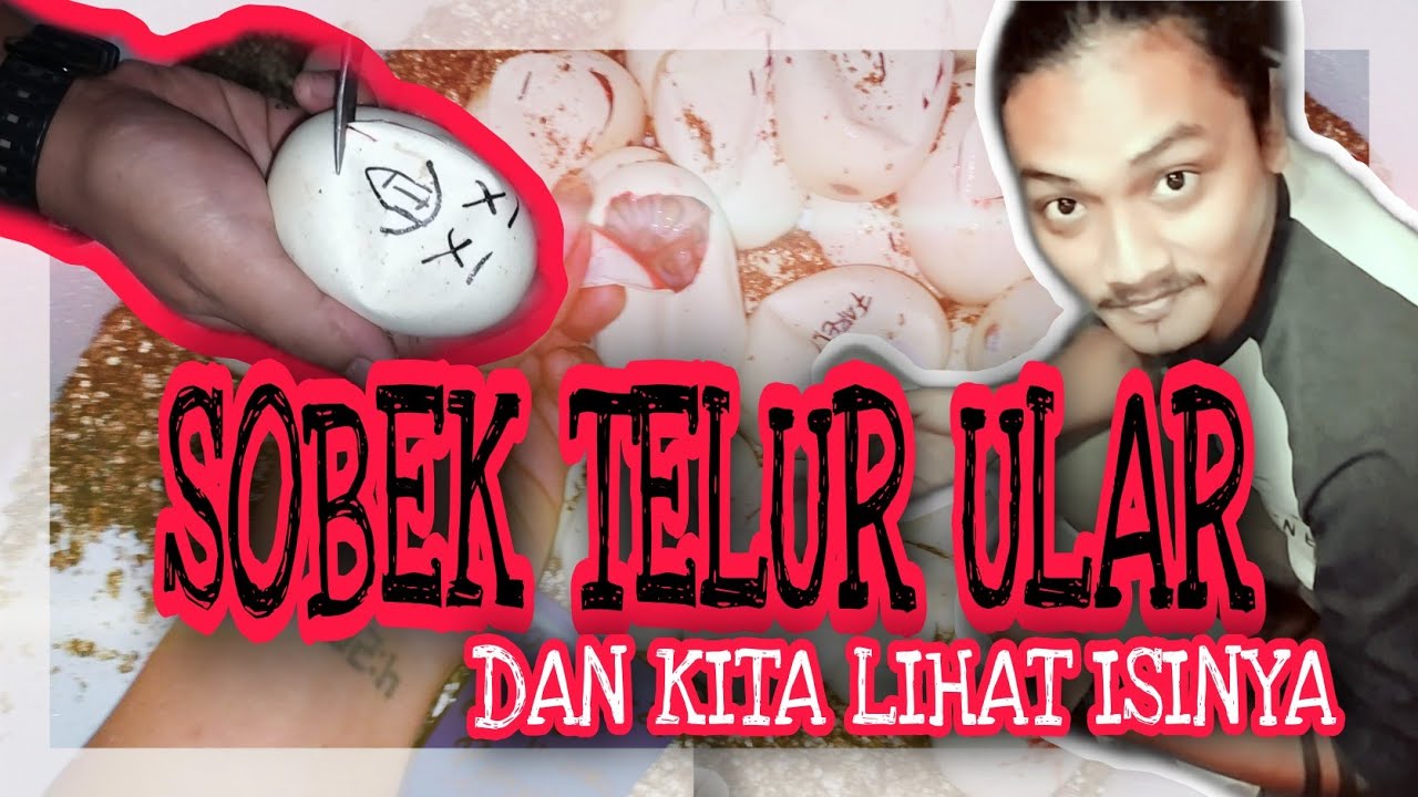 WAKTUNYA SOBEK TELUR ULAR PYTHON TERNAKAN | DAPAT BABY ULAR IMPIAN PART ...