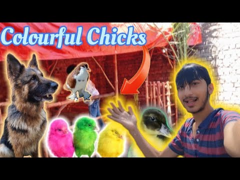 COLOUR CHICKS | colour chicken babies in my zoo@PetHouse786 - YouTube