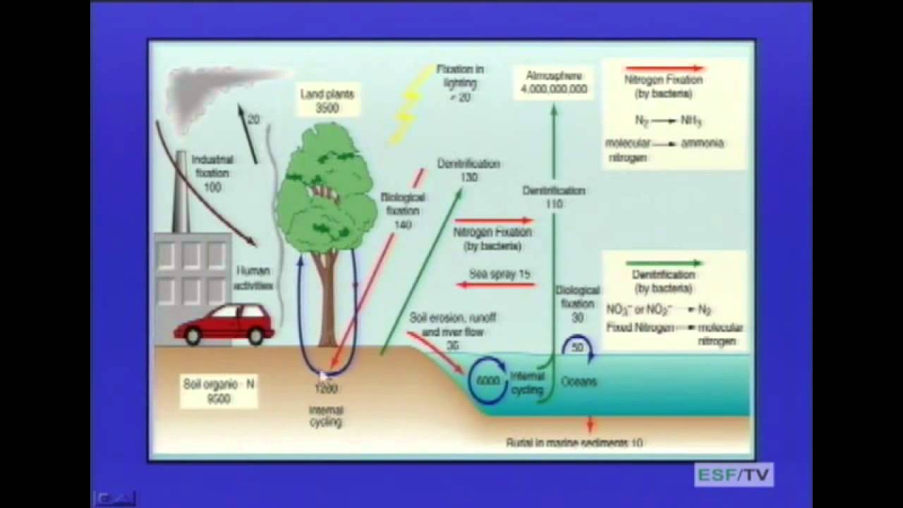 Global Environment - Ecosystem Structure and Function (part 2) - YouTube