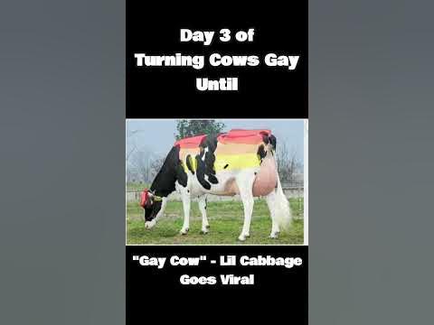 Day 3 Of Turning Cows Gay Until "Gay Cow" Goes Viral - YouTube