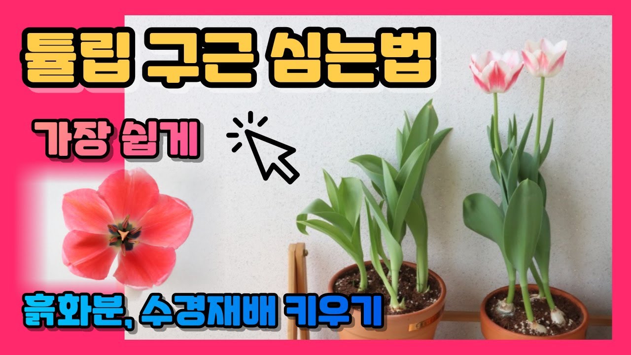 튤립 구근 심는법 흙화분 수경재배 초간단하게 개화성공 팁 Youtube
