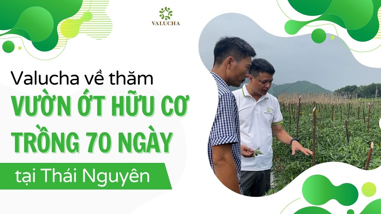 Valucha tới thăm vườn ớt hữu cơ trồng 70 ngày tại Thái Nguyên - YouTube