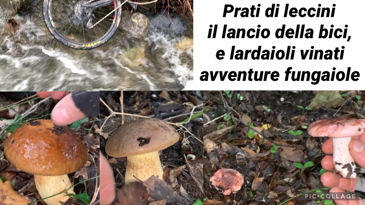 Come trovare i leccini ed i lardaioli vinati, i funghi di questo ...