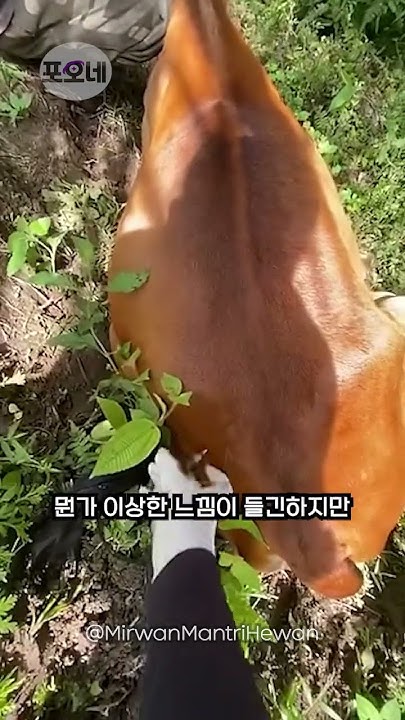 소나 사람이나 주사 놓는건 똑같네 Youtube