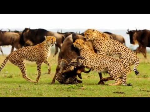 Cheetah and buffalo fight - YouTube