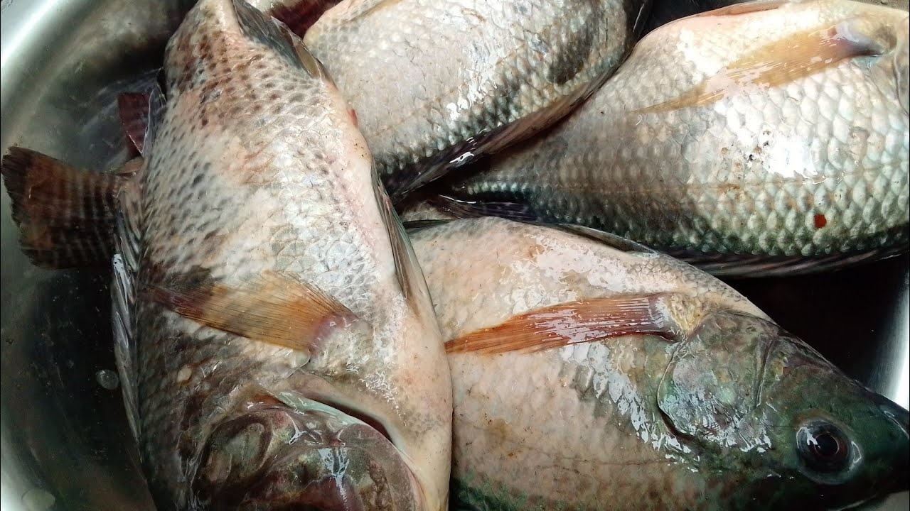 গরমে তৃপ্তি করে খাওয়ার মতো টমেটো দিয়ে তেলাপিয়া মাছ রান্না /Telapia ...