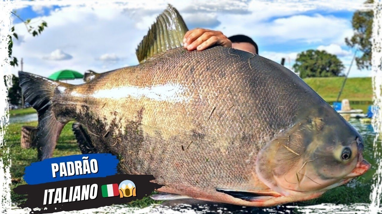SÓ GIGANTE NO PESQUEIRO DO ITALIANO! - YouTube
