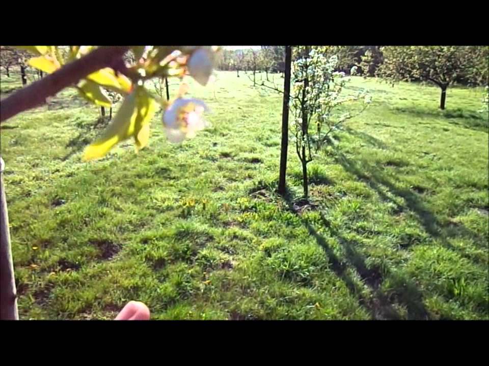Deer grazing our orchard hedge - YouTube