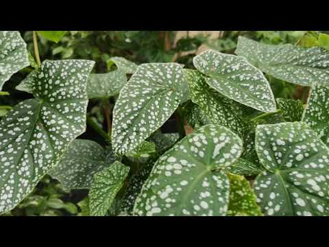 Begonia Snowcap 35cm | Live from the Nursery Series - YouTube