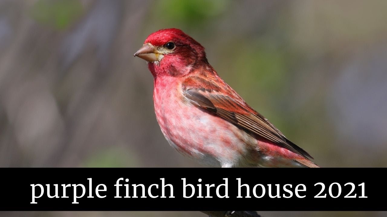 Baby Purple Finch