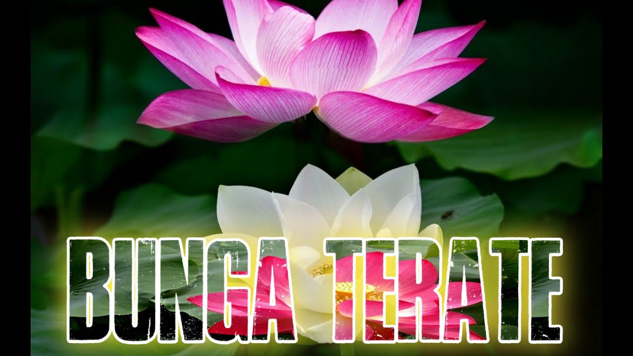 BUNGA TERATE (official music video) - YouTube