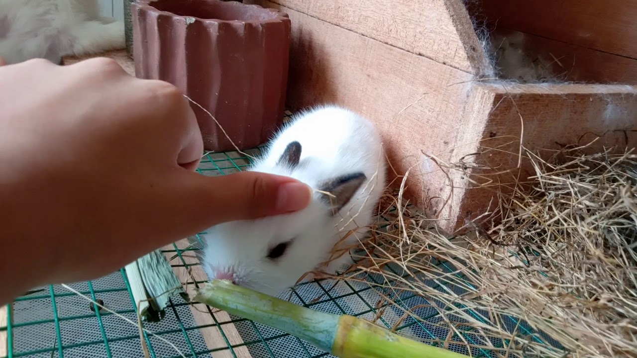 Anak rabbit saya comel - YouTube