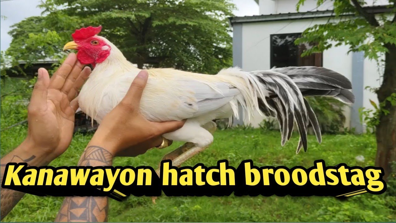 Kanawayon hatch white streamer Maganda ang katawan #chicken - YouTube
