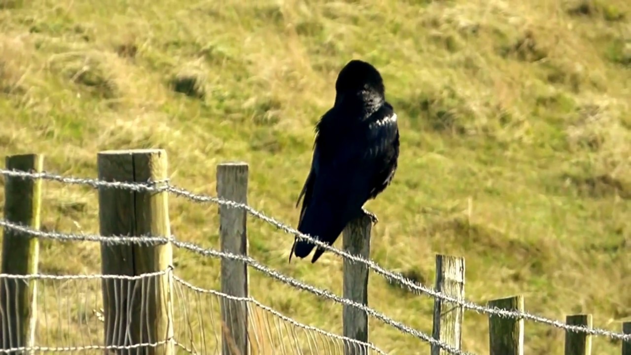 South Downs Raven - Lewes, Sussex, UK - YouTube