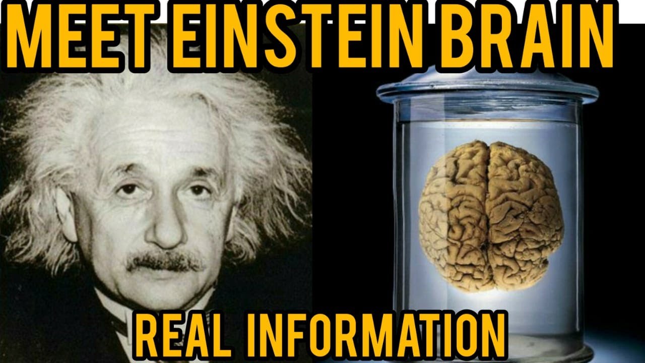 einstein brain | albert einstein brain in urdu| albert einstein brain ...
