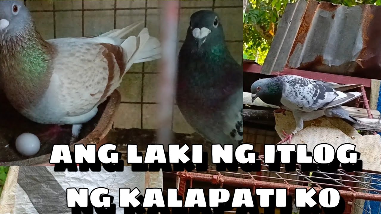 NAUNA PA ANG TRAINING NA KALAPATI KAYSA NA ENTRY SA POOLING 🤣 #pigeon # ...