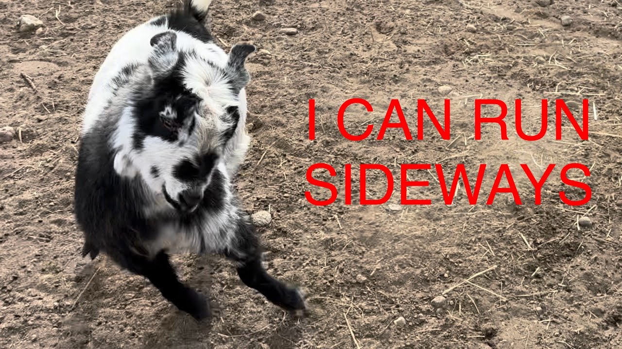 Cavorting Nigerian goats - YouTube