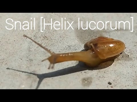 Snail [Helix lucorum ] - YouTube